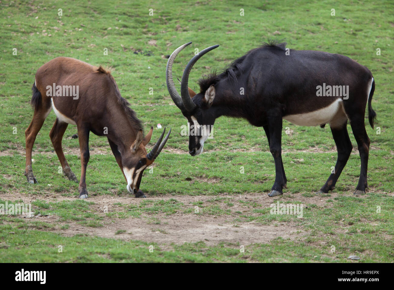 Sable antelope (Hippotragus niger), also known as the black antelope ...