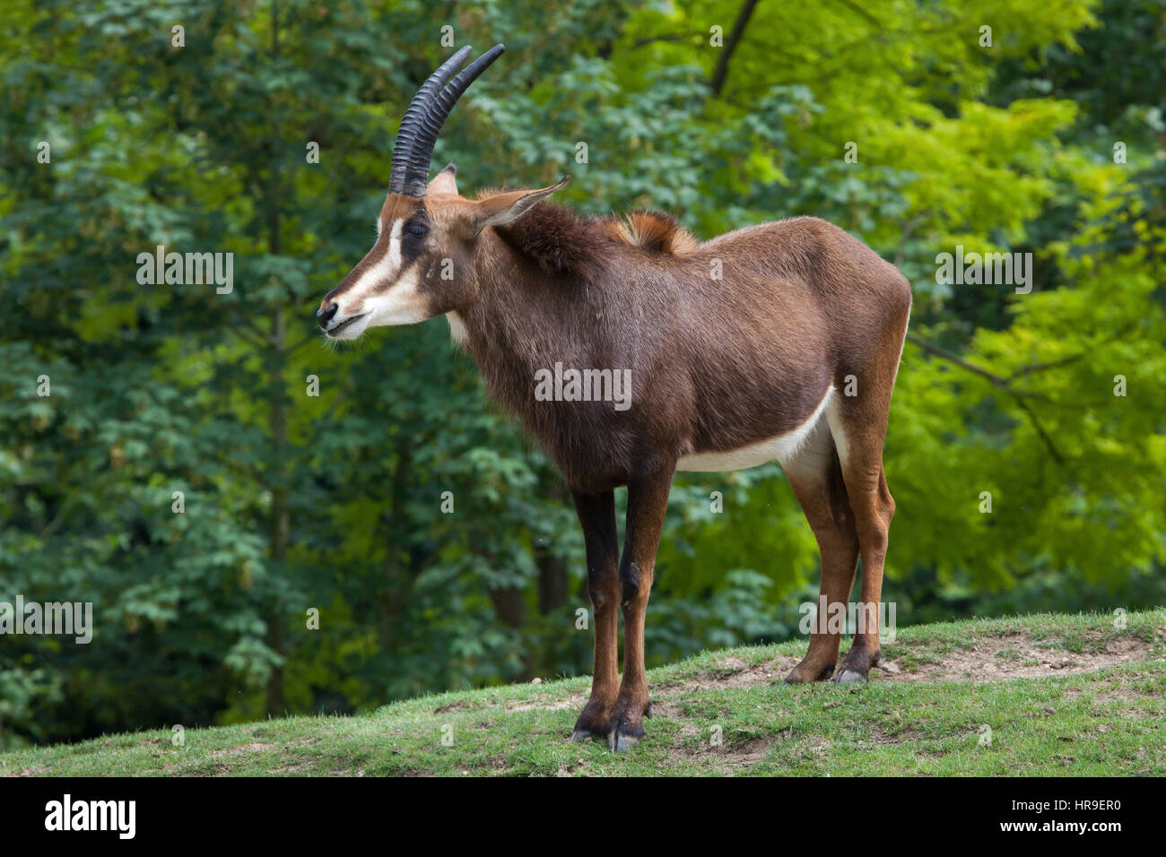 Sable antelope (Hippotragus niger), also known as the black antelope ...