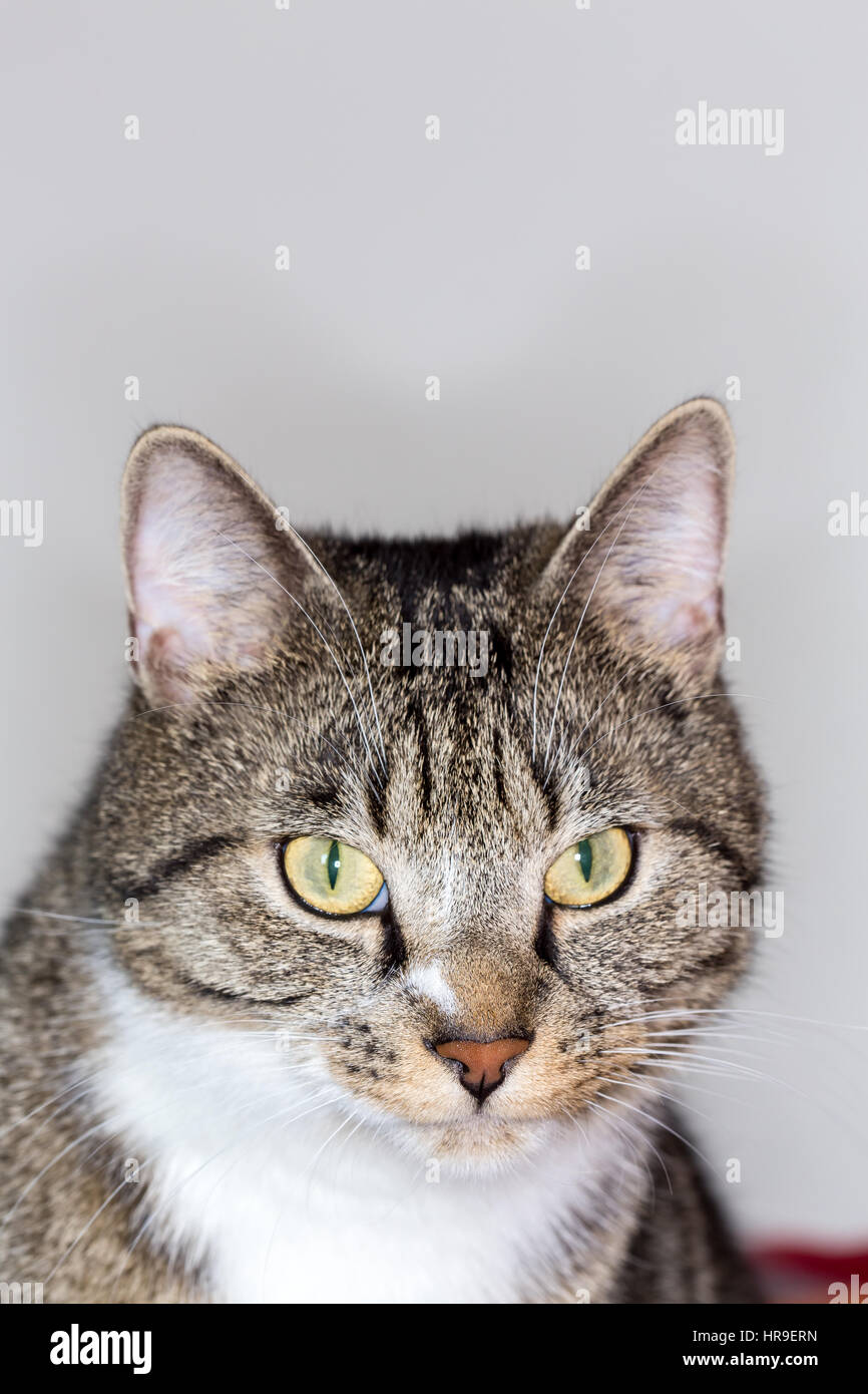 Closeup of a cat´s head Stock Photo - Alamy