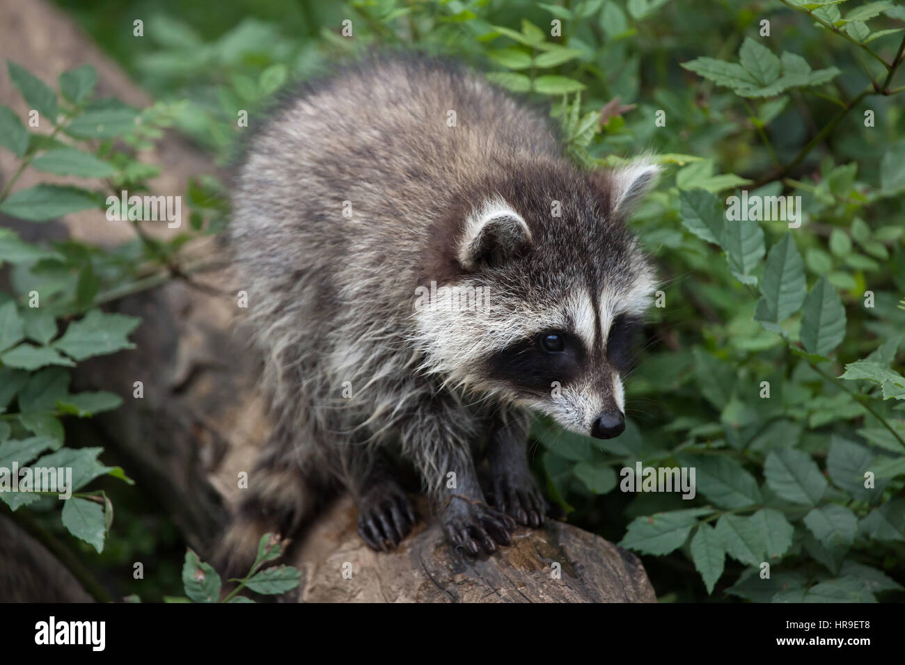 Newborn raccoon (Procyon lotor), also known as the North American ...