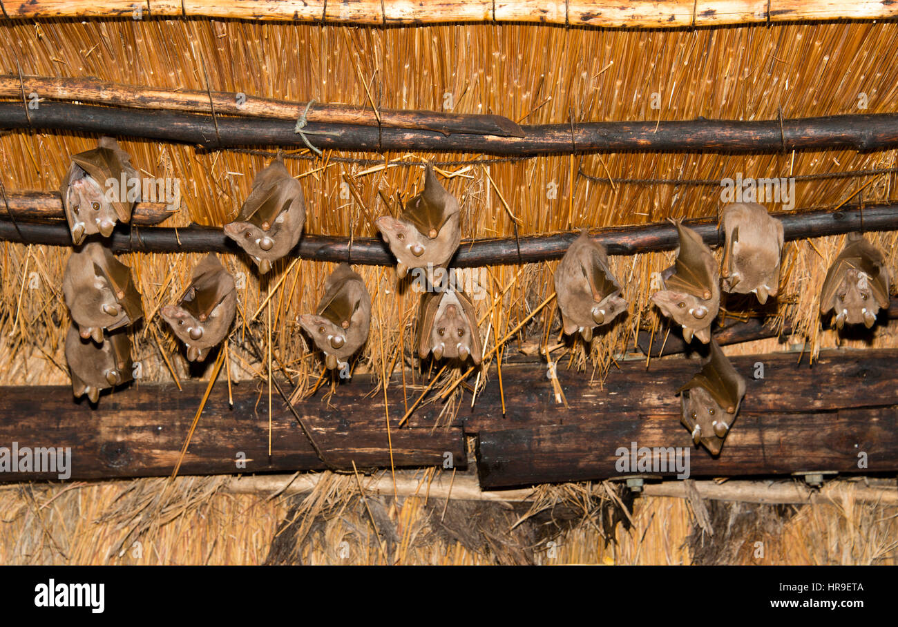 African bats hi-res stock photography and images - Alamy
