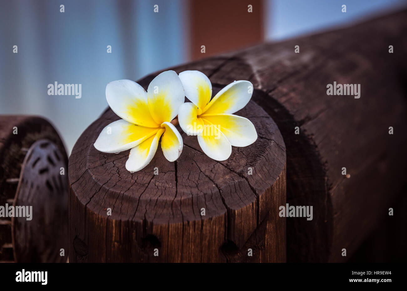 yellow tropical flowers on wooden pole zen feeling Stock Photo - Alamy