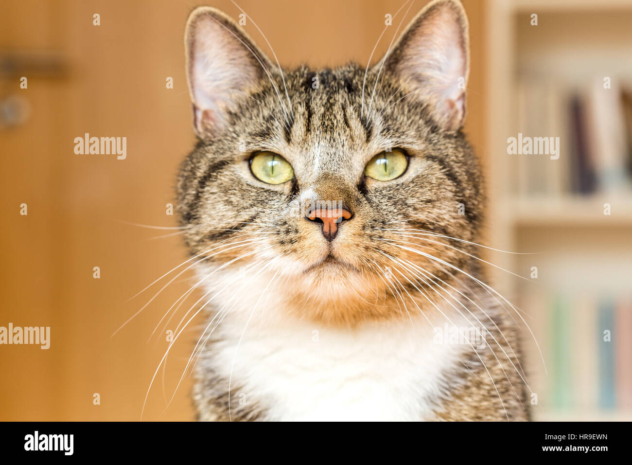 Closeup of a cat´s head Stock Photo - Alamy