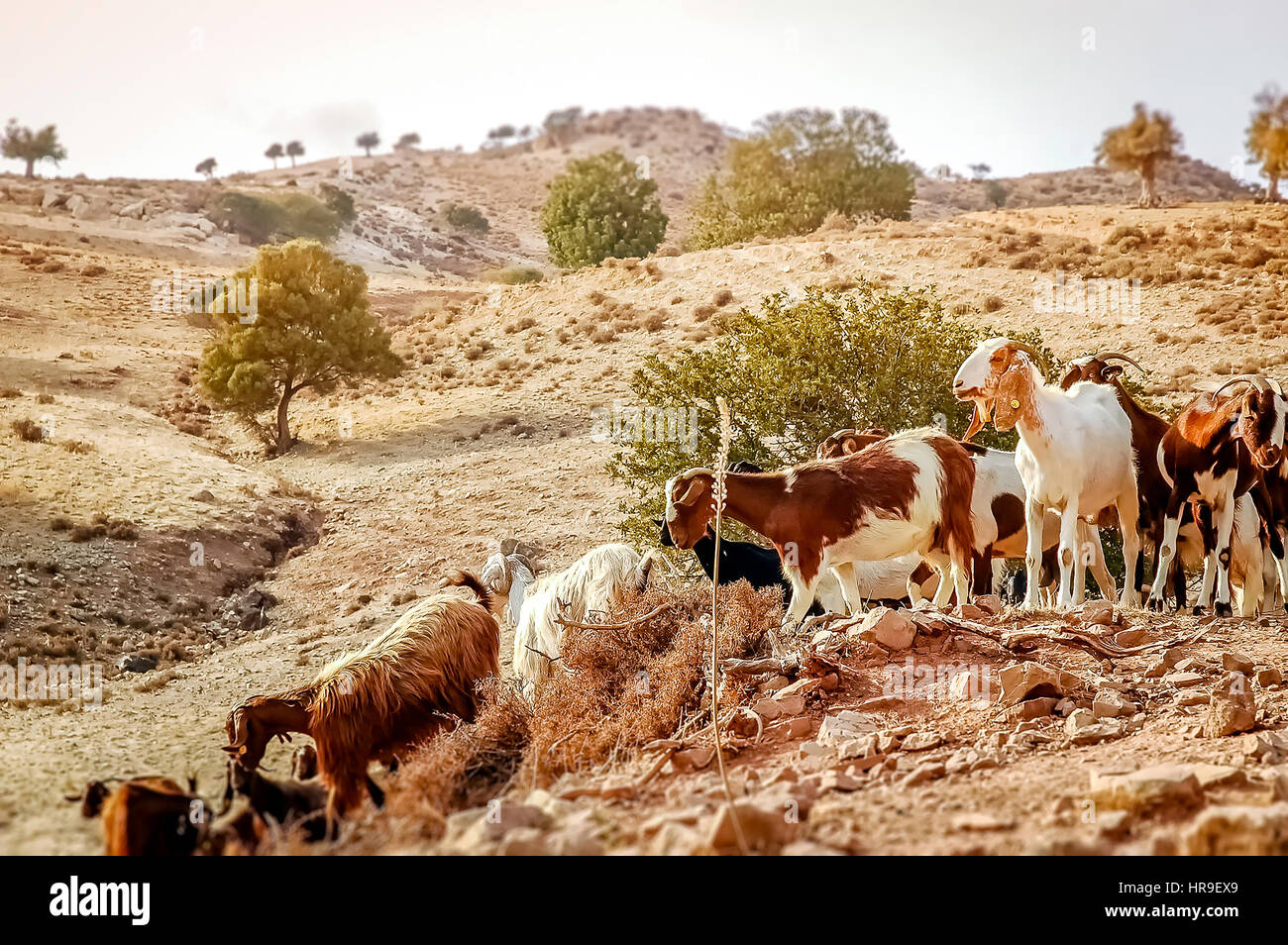 Wild goats cyprus hi-res stock photography and images - Alamy