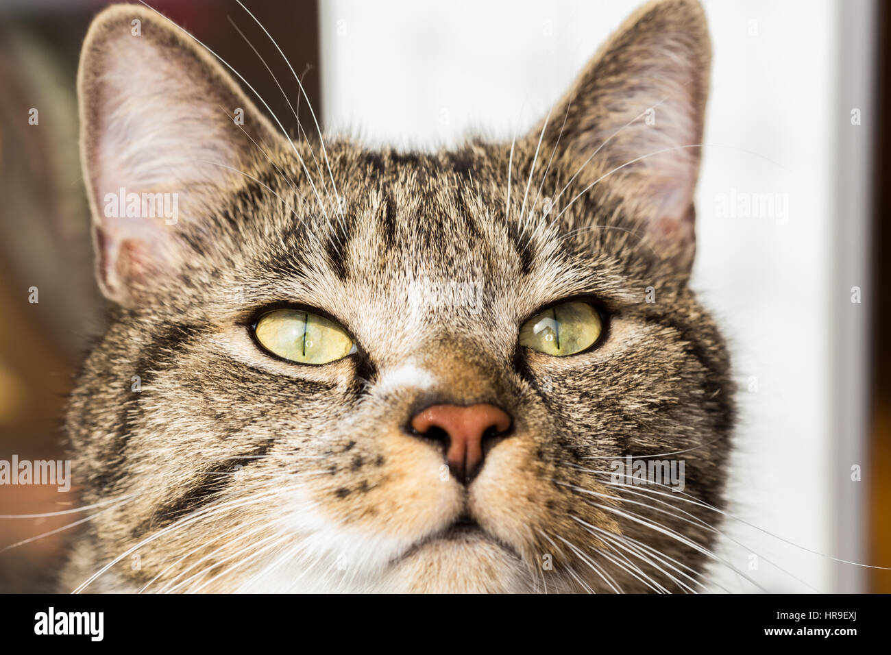 Closeup of a cat´s head Stock Photo - Alamy