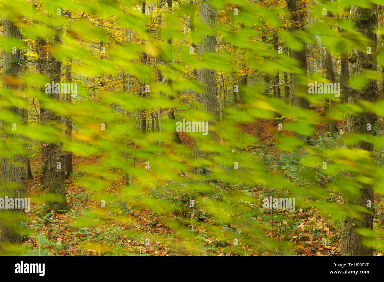 Leaves blowing hi-res stock photography and images - Alamy