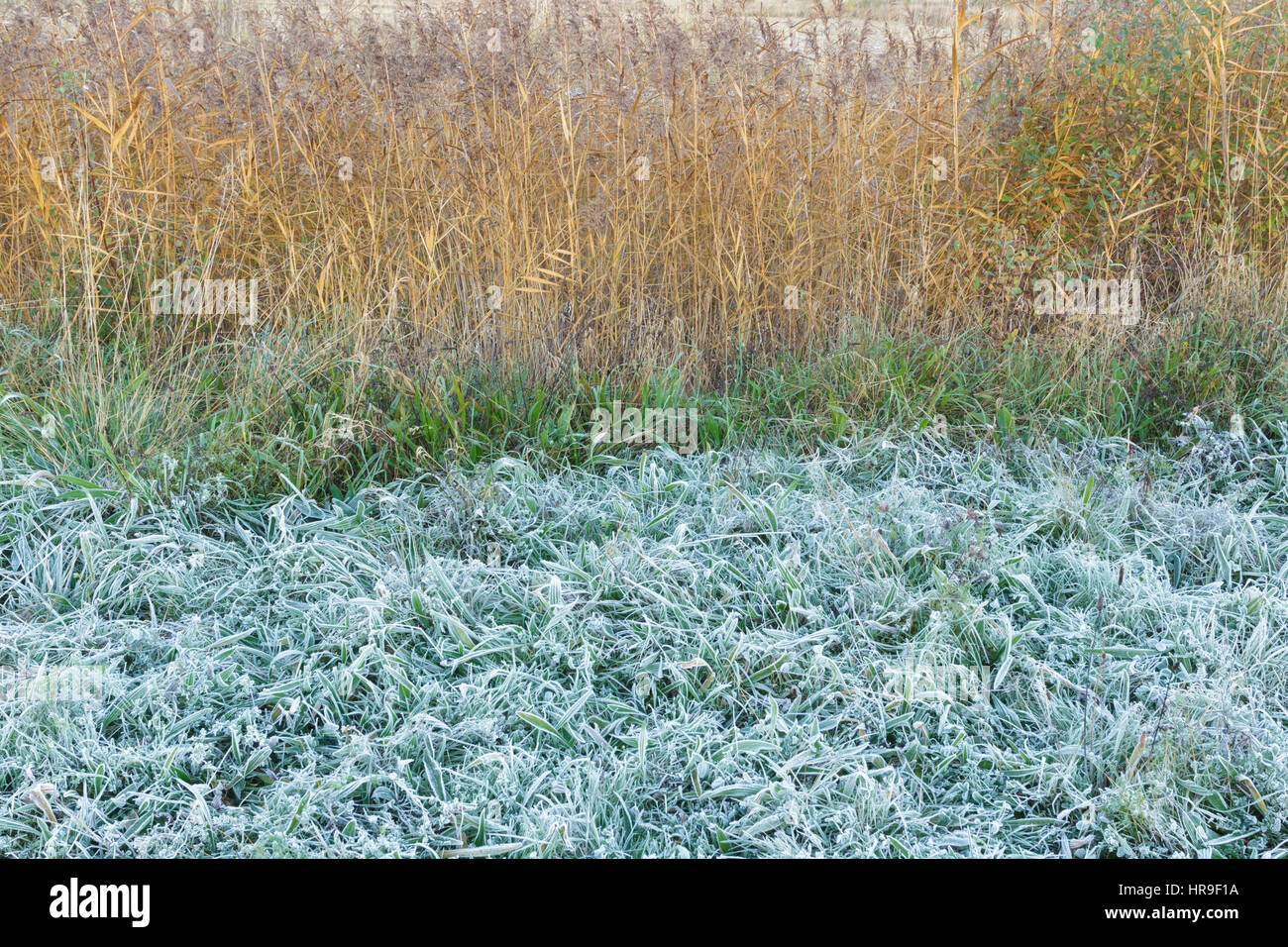 Frosted grass and Common Reed (Phragmites australis) at dawn, on site ...
