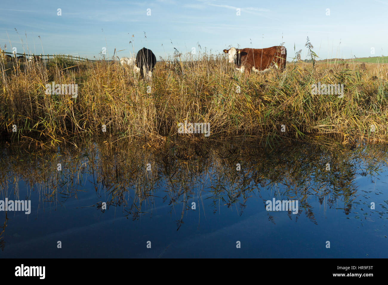 Freshwater grazing marsh High Resolution Stock Photography and Images ...