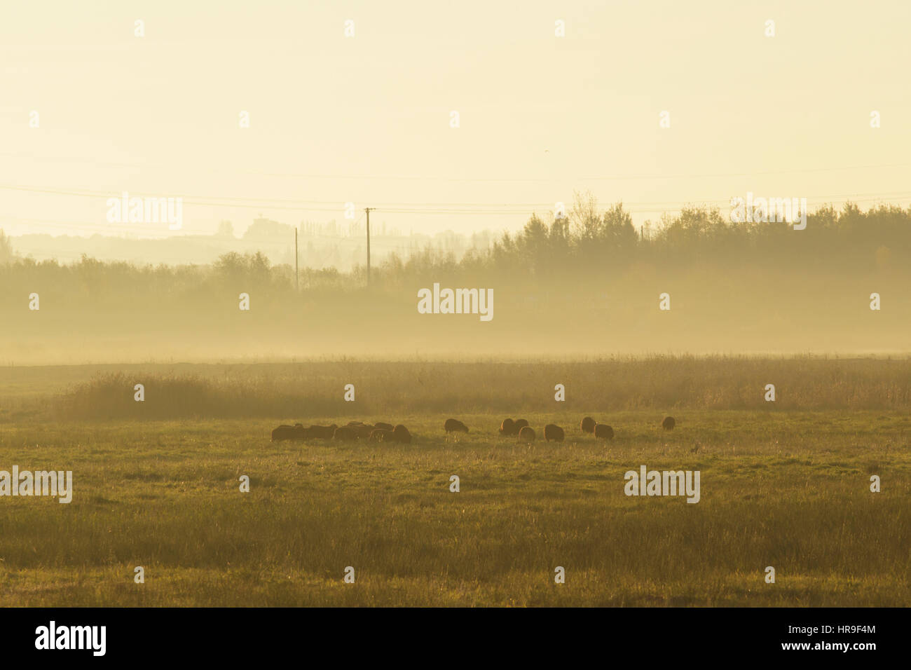 Grazing sheep and mist, at sunrise, on site of former opencast coal ...