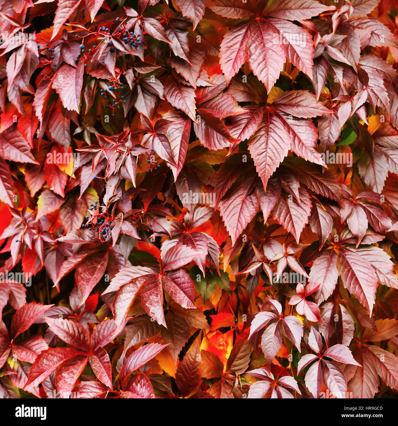 Bright red virginia creeper leaves. Autumn foliage. Beautiful Fall ...