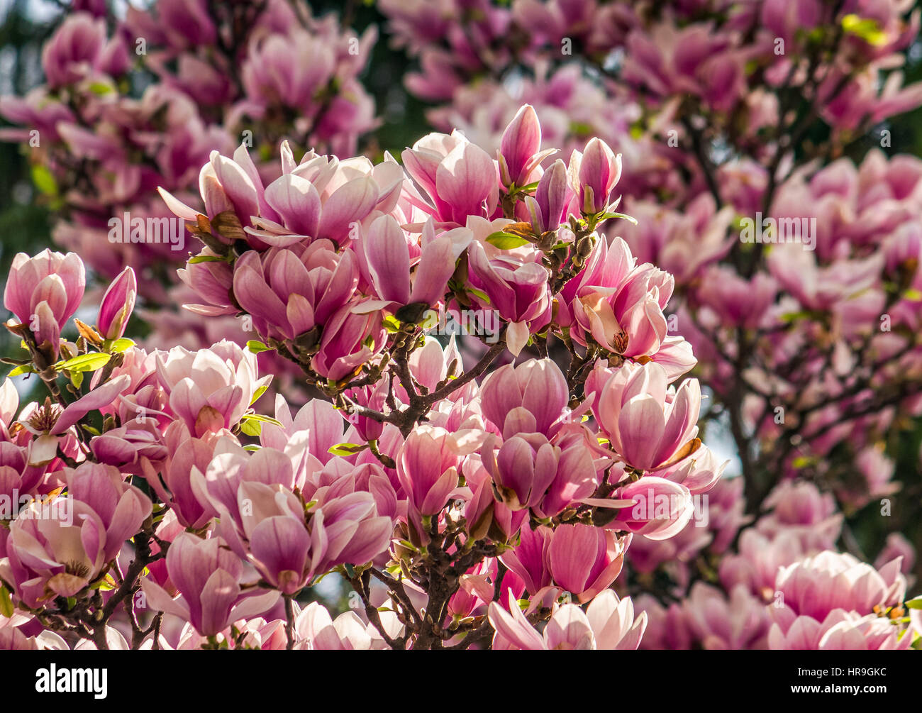beautiful spring background with Magnolia flowers closeup on a branch ...