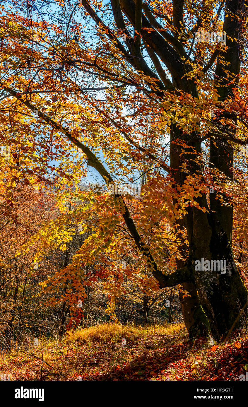 trees with foliage in autumn forest Stock Photo - Alamy