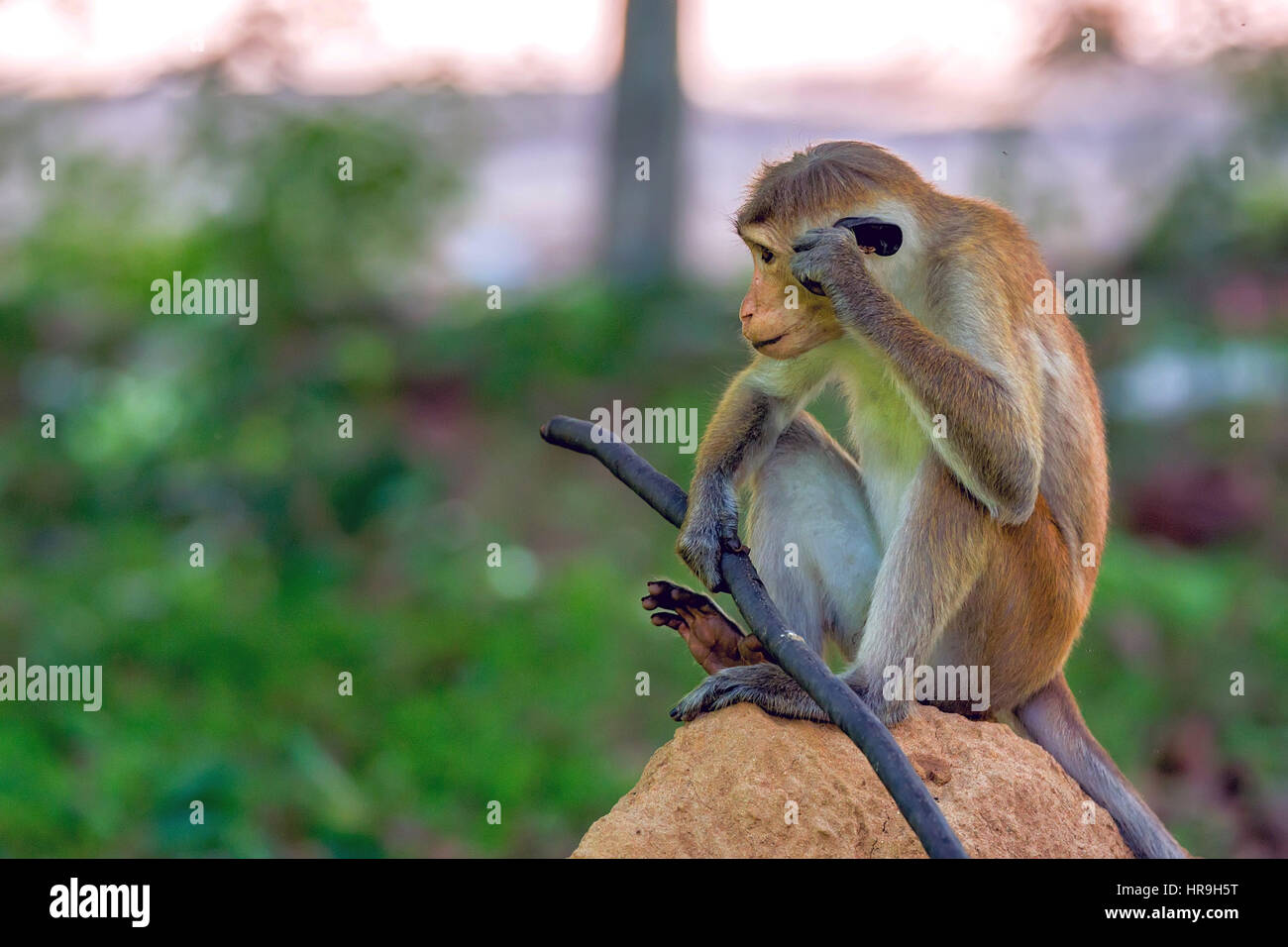 Monkey with stick hi-res stock photography and images - Alamy