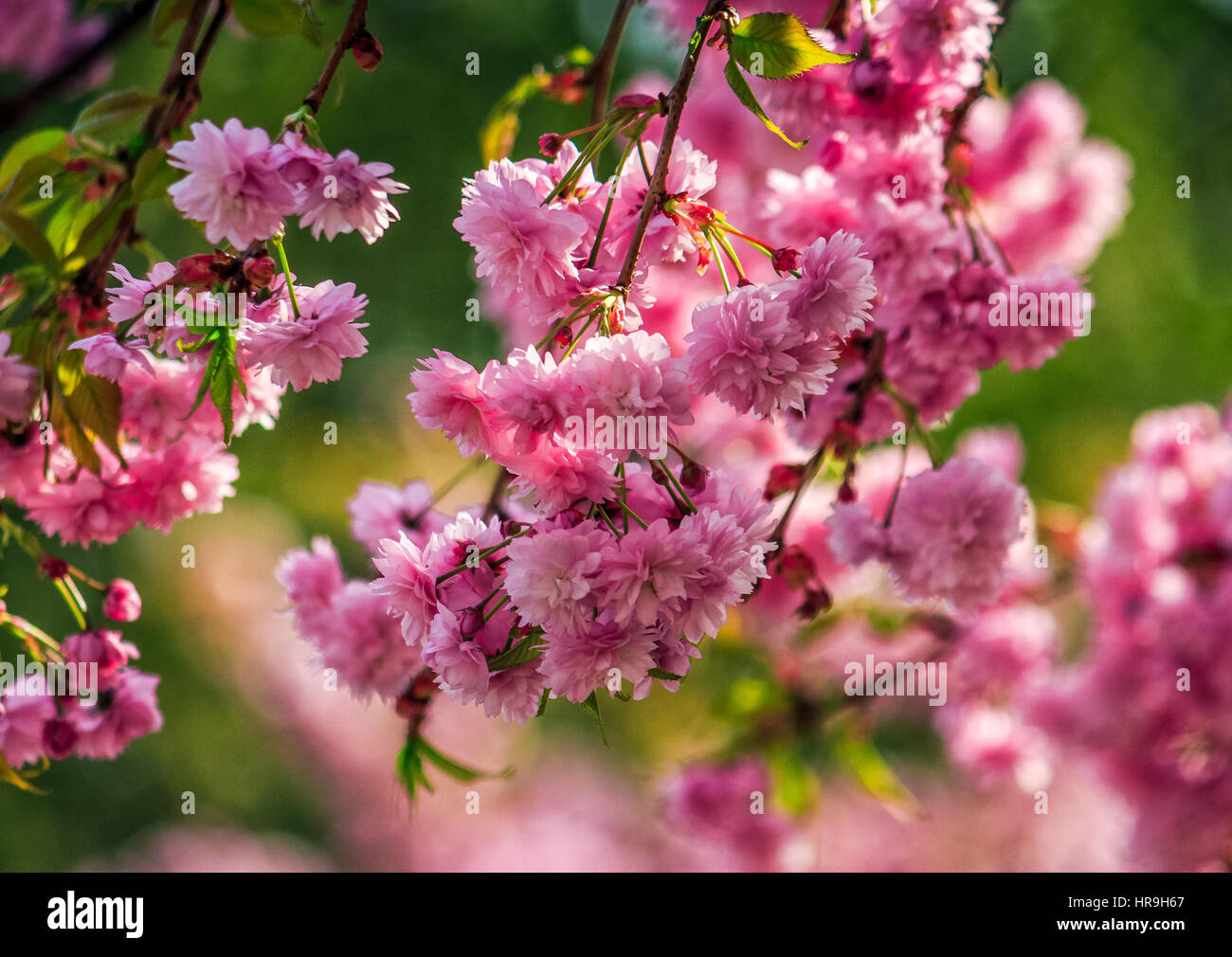 beautiful spring background with pink Sakura flowers closeup on a ...