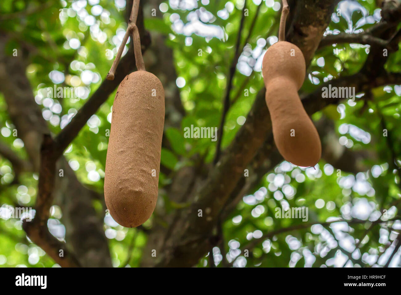 Tree fruit sausage african hi-res stock photography and images - Alamy