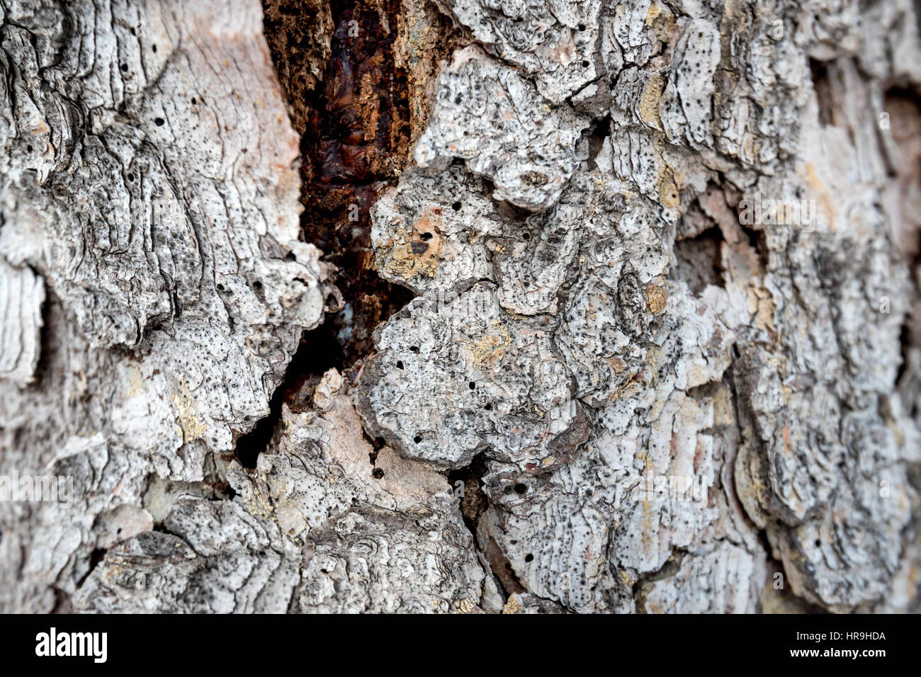 Spruce bark macro Stock Photo - Alamy