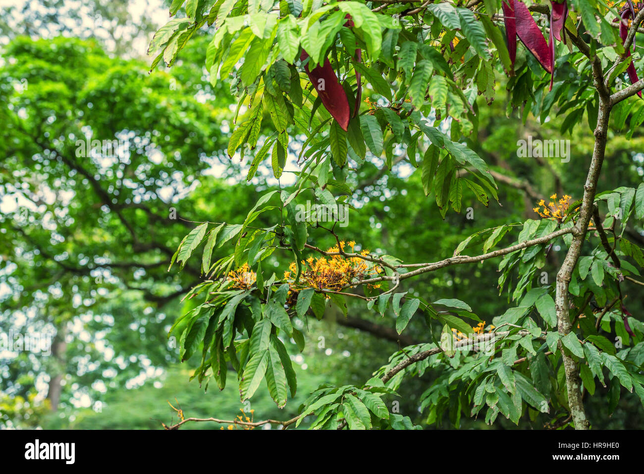 Yellow Saraca or Saraca thaipingensis Stock Photo - Alamy