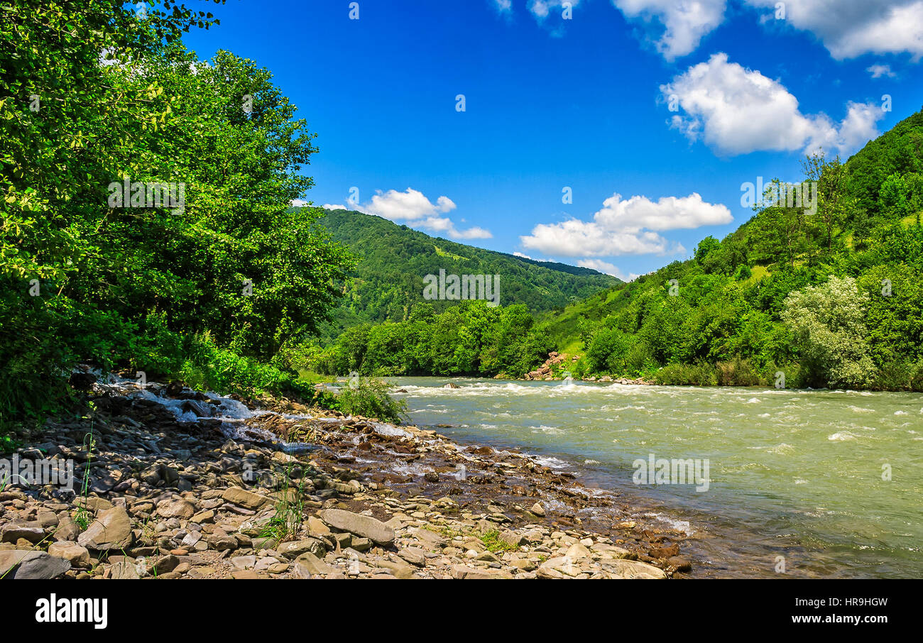 River flows among of a green forest at the foot of the mountain in ...
