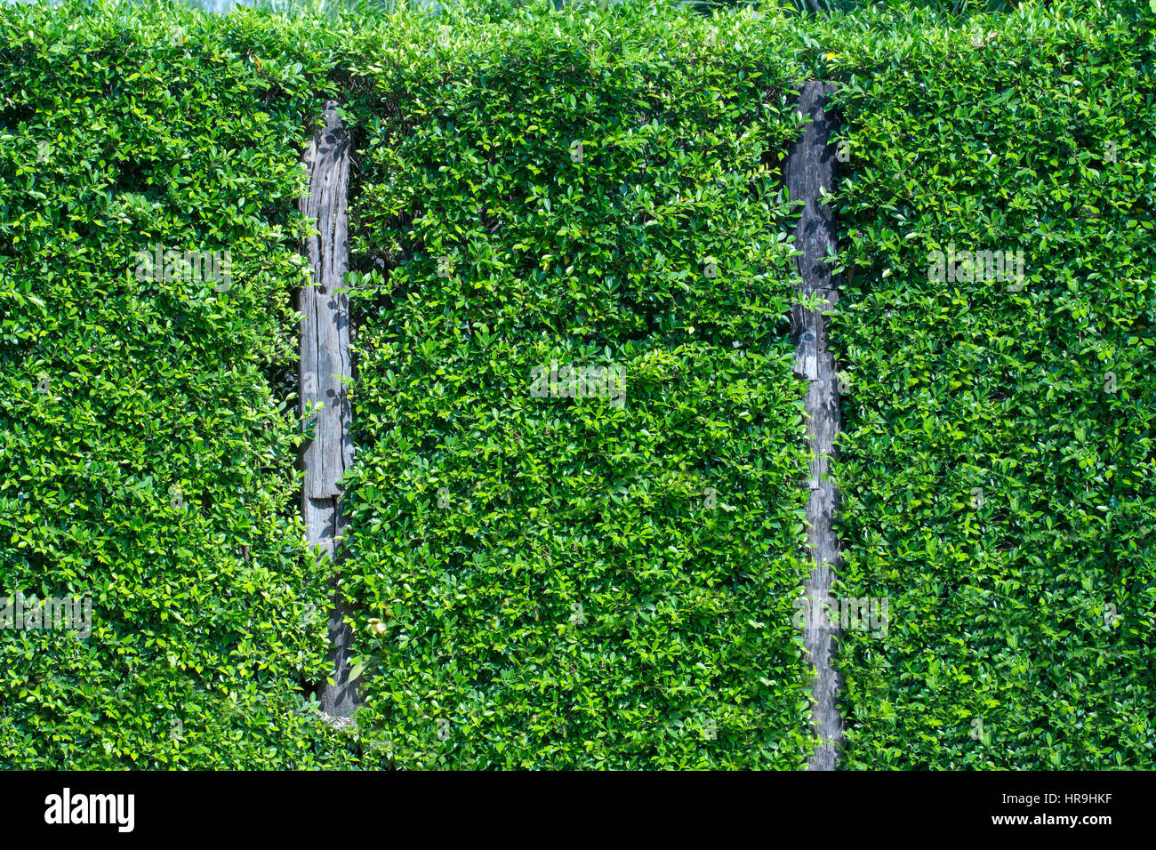 Green natural bush fence or boundary wall Stock Photo - Alamy