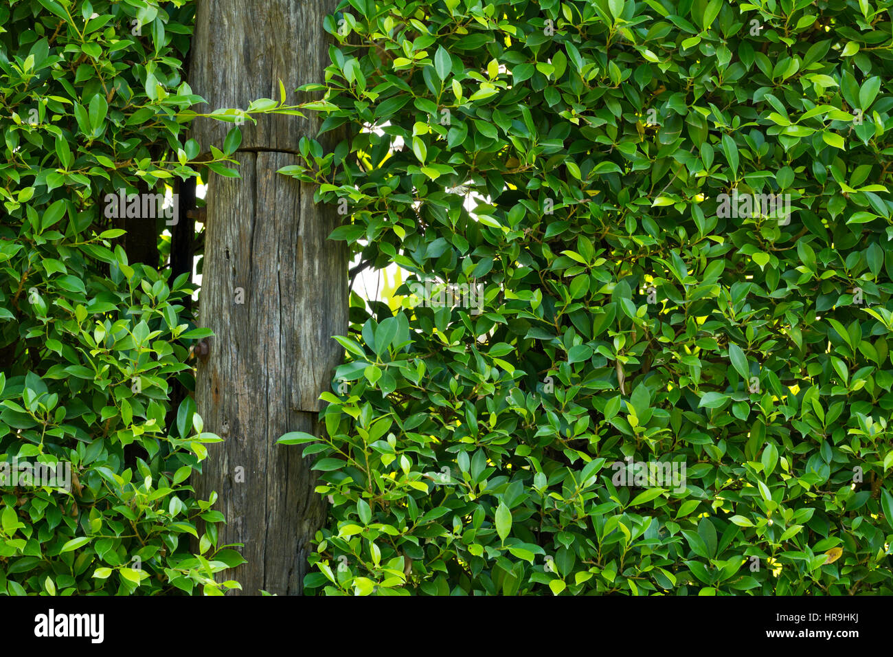 Green natural bush fence or boundary wall closeup Stock Photo - Alamy