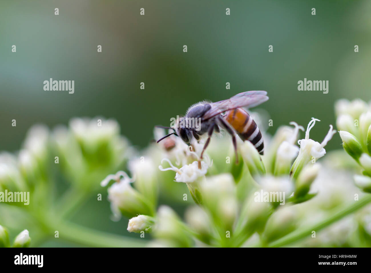 Honey worker bee closeup on white flowers with upper copy space Stock ...