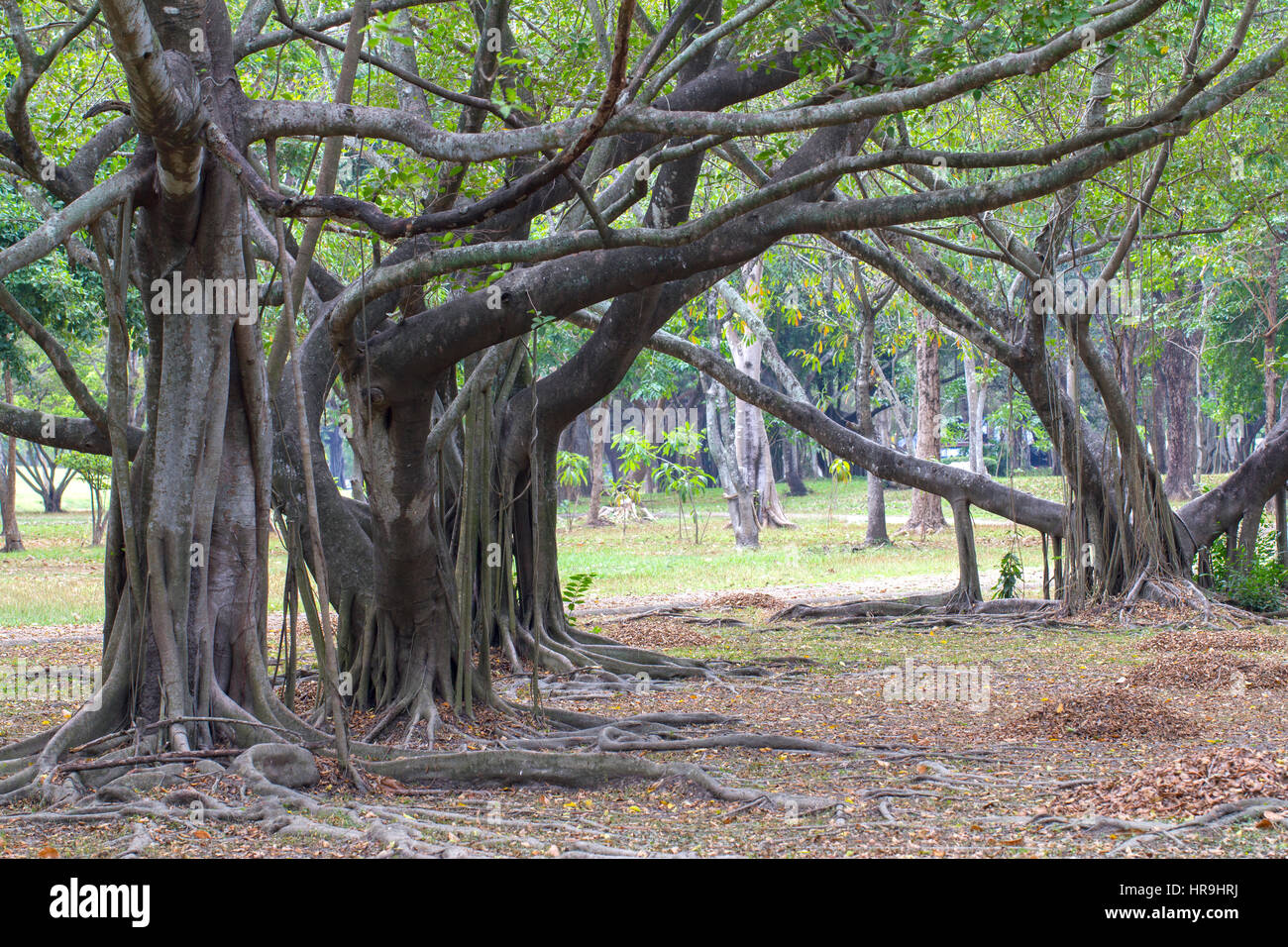 Banyan trees in tropical park Stock Photo - Alamy