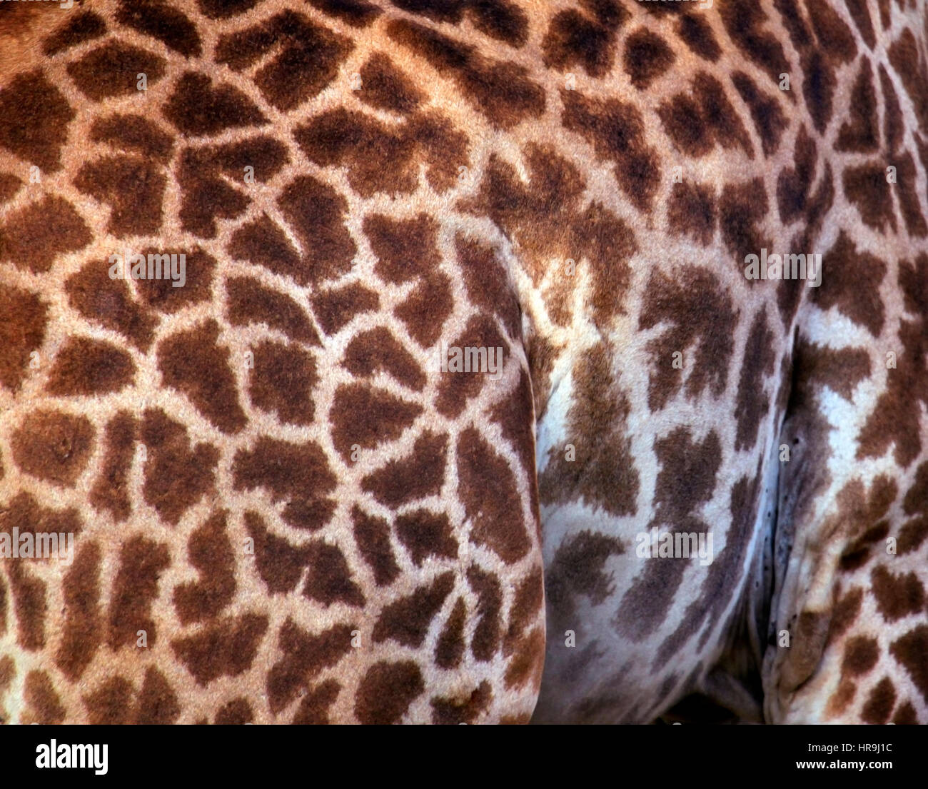 Full screen high resolution shot of a skin of the giraffe. Good for a ...