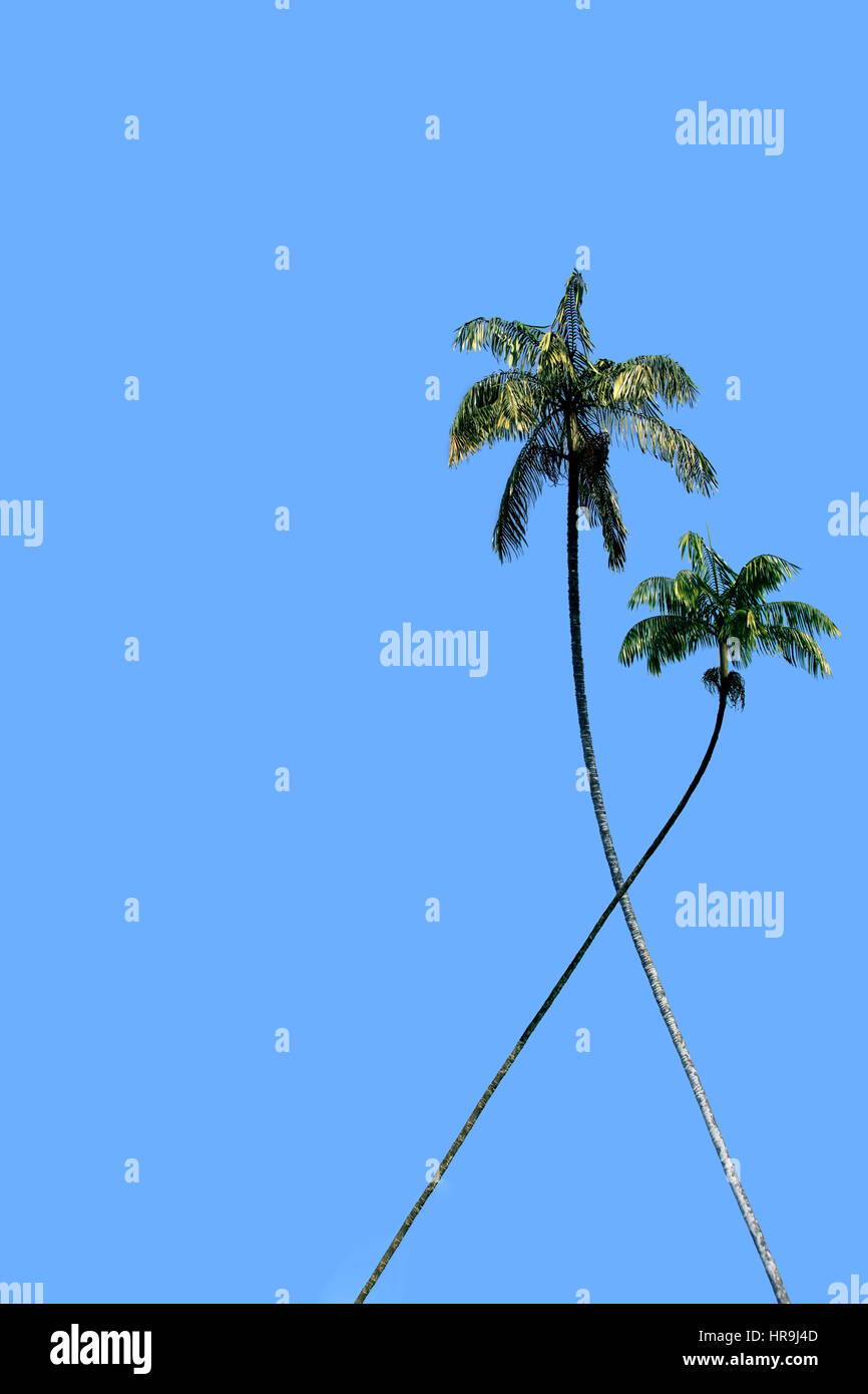Two coconut tree on a background of blue sky Stock Photo - Alamy