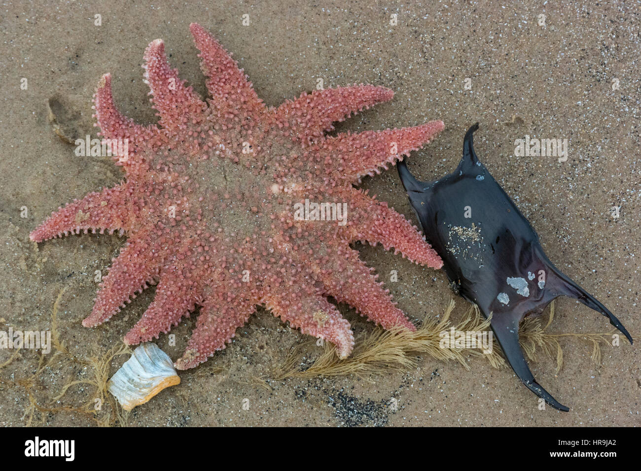 Common Sun Star (Crossaster papposus) and Mermaids Purse at the ...