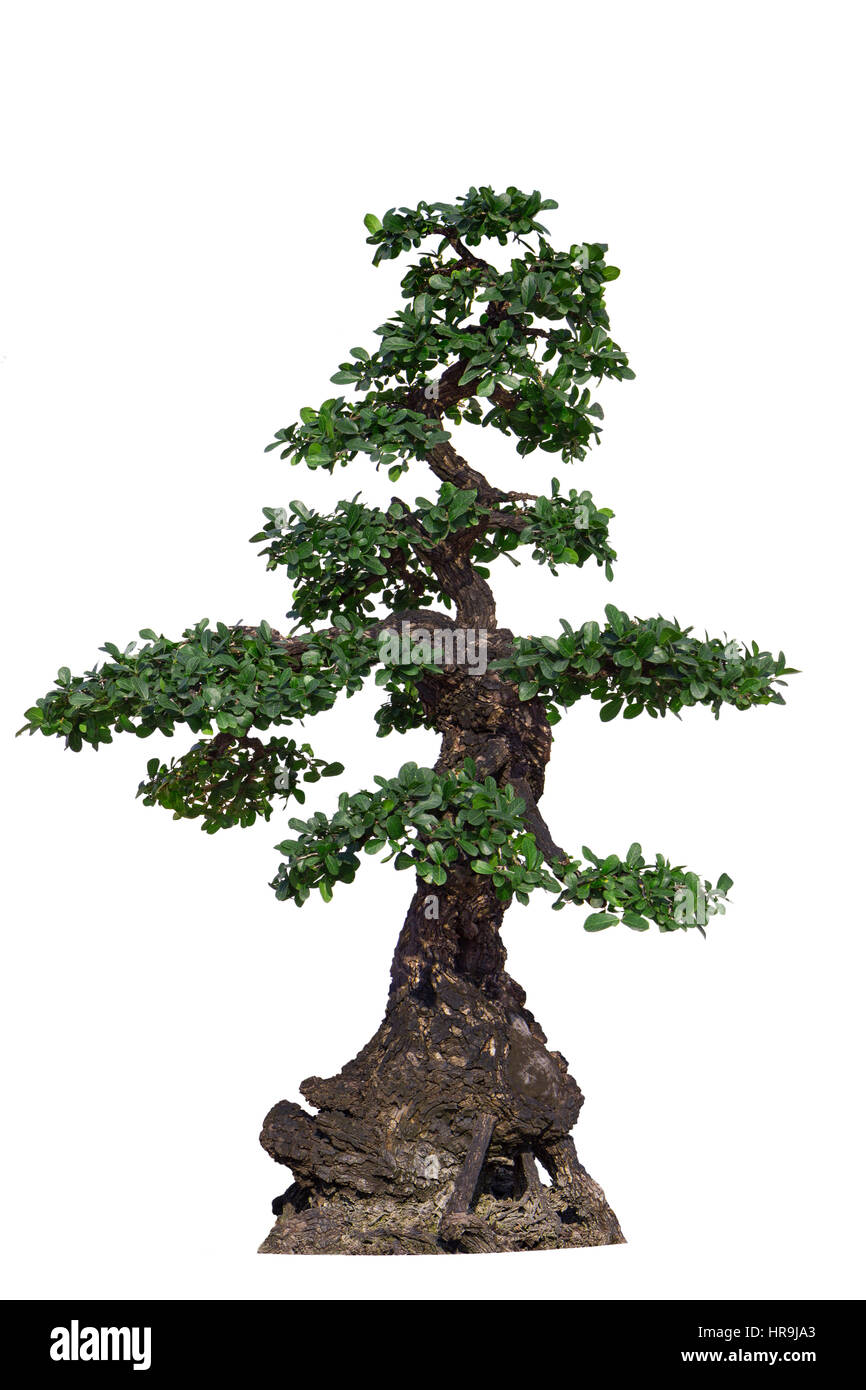 China tree bonsai Cut Out Stock Images & Pictures - Alamy