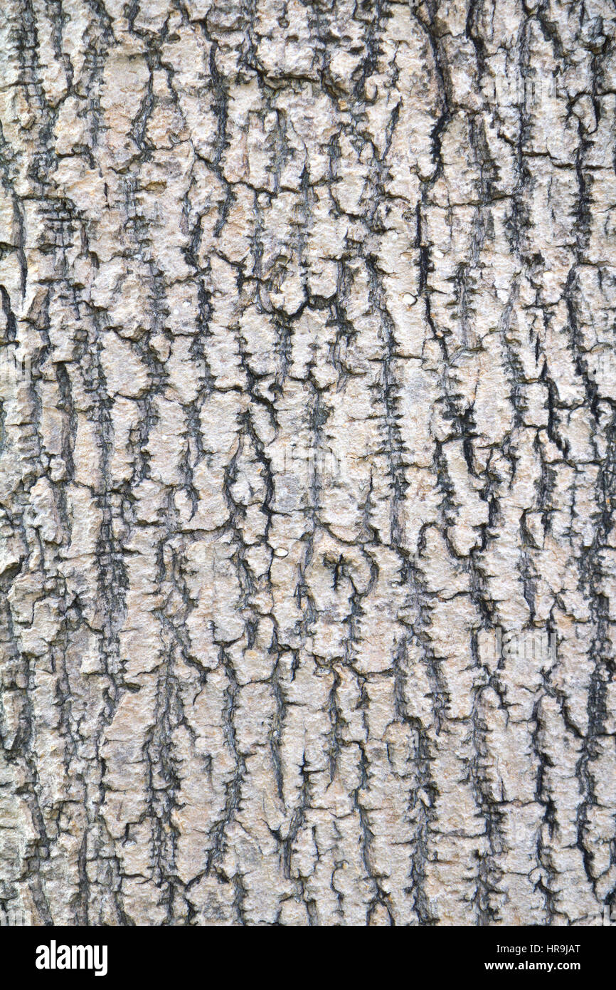 Tree trunk texture surface Stock Photo - Alamy