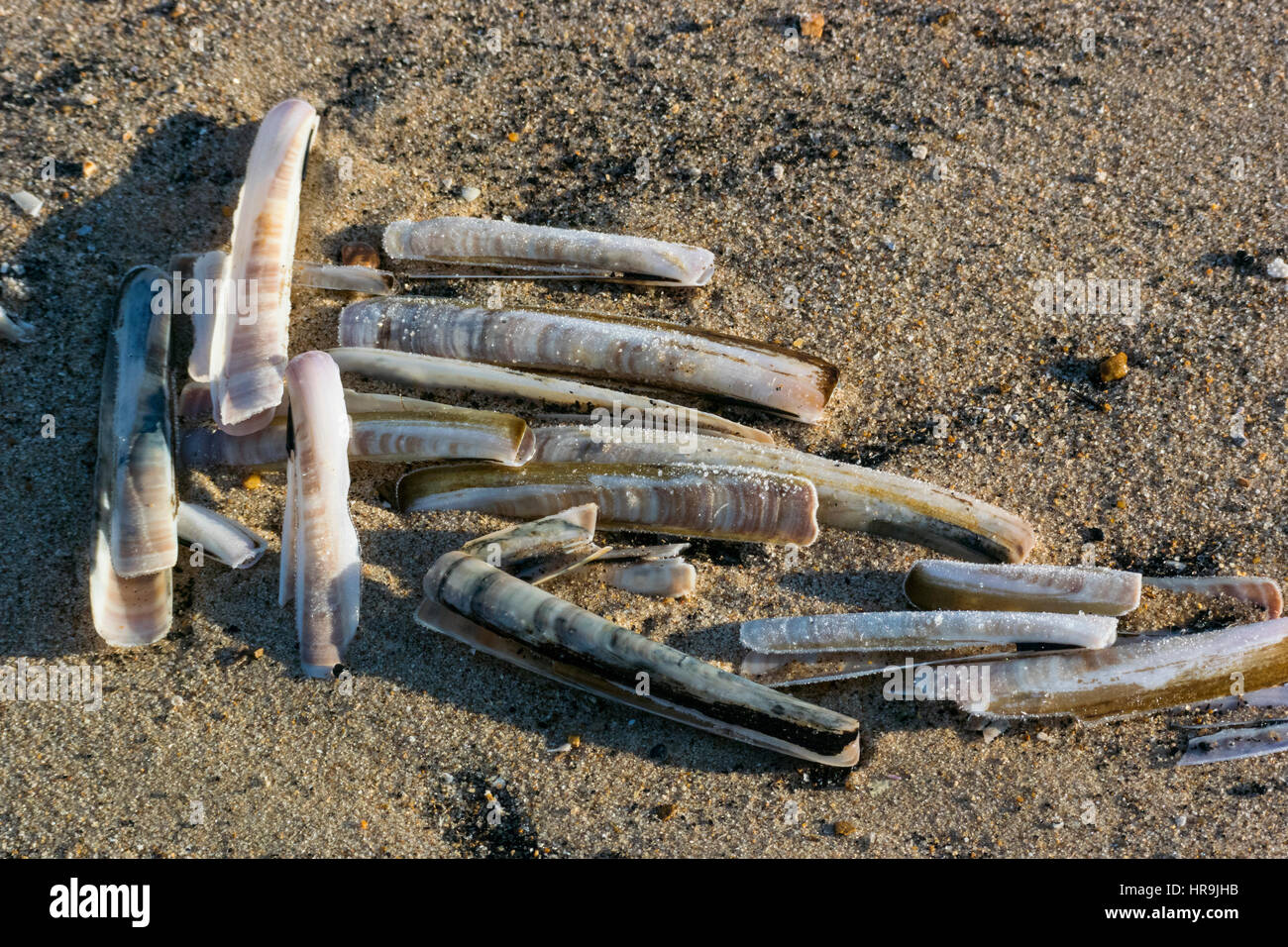Ensis arcuatus hi-res stock photography and images - Alamy