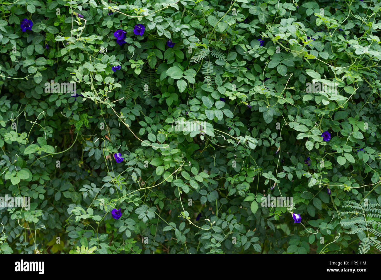Green Leaves Wall of Butterfly Pea Bush Stock Photo - Alamy