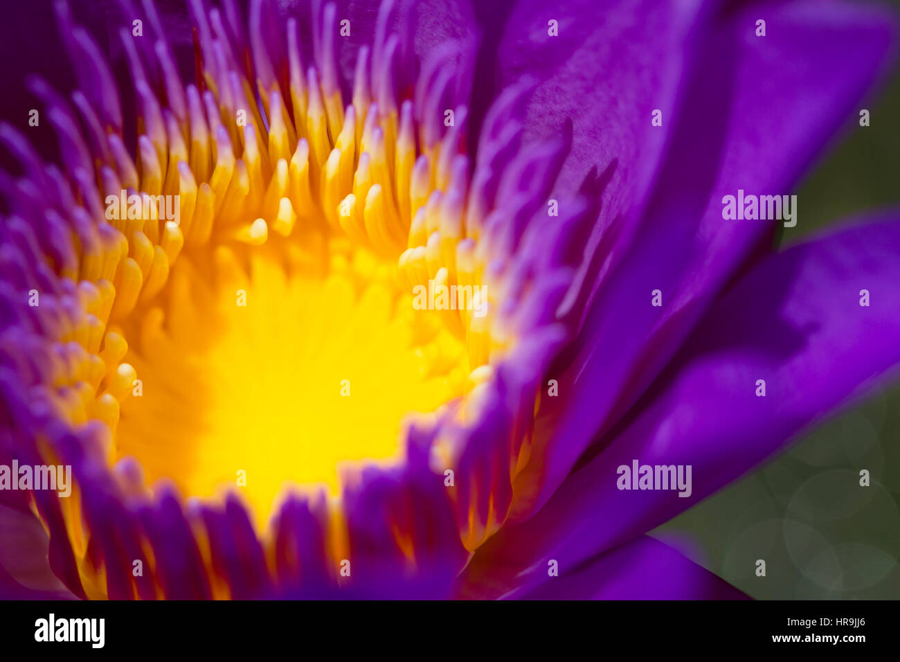 Center part of purple lotus flower closeup with right space Stock Photo ...