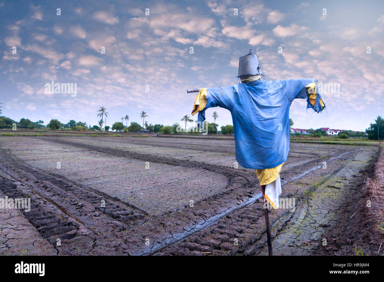 Blue scarecrow over the drought rice field Stock Photo - Alamy