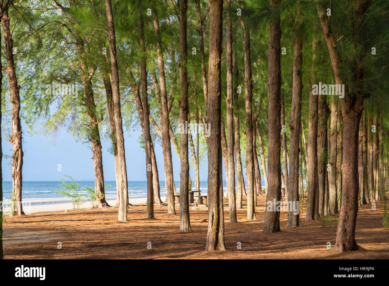 Pine trees on the beach Stock Photo - Alamy