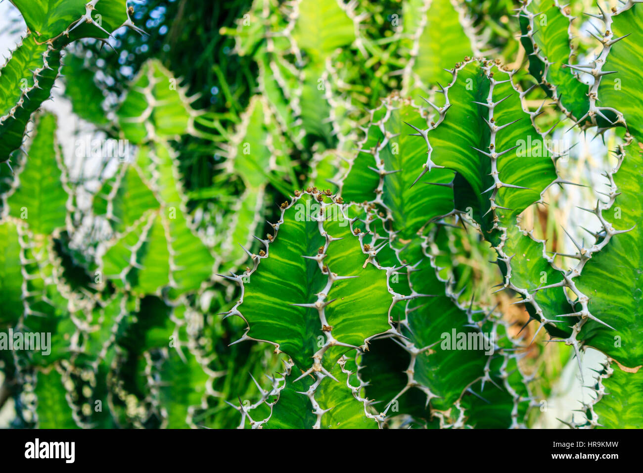 Beautiful cactus with white spines Stock Photo - Alamy