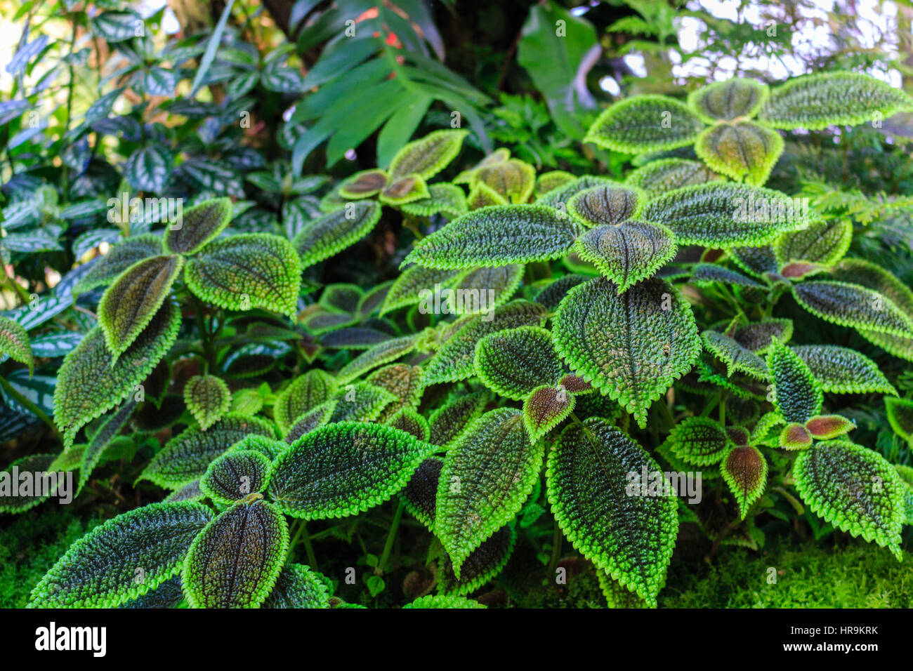 Absolutely beautiful leaves Stock Photo - Alamy