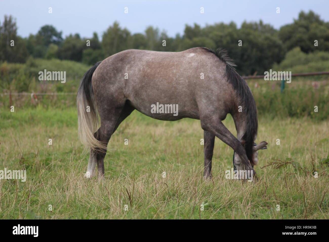 Horse scratching face hi-res stock photography and images - Alamy