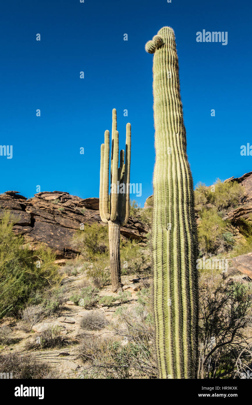 Saguaro cactus in South Mountain Park. Phoenix, Arizona Stock Photo - Alamy
