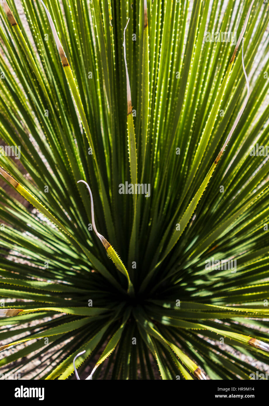 Yucca spines hi-res stock photography and images - Alamy