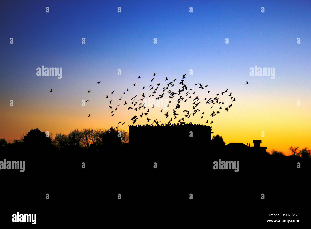 Birds Flying Sunset Blue Stock Photos & Birds Flying Sunset Blue Stock ...