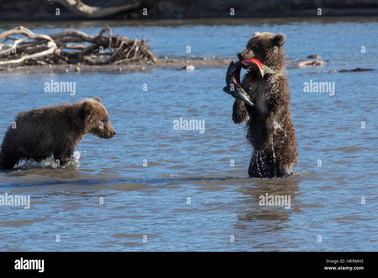 A wild brown bear cub eats fish in natural habitat Stock Photo - Alamy