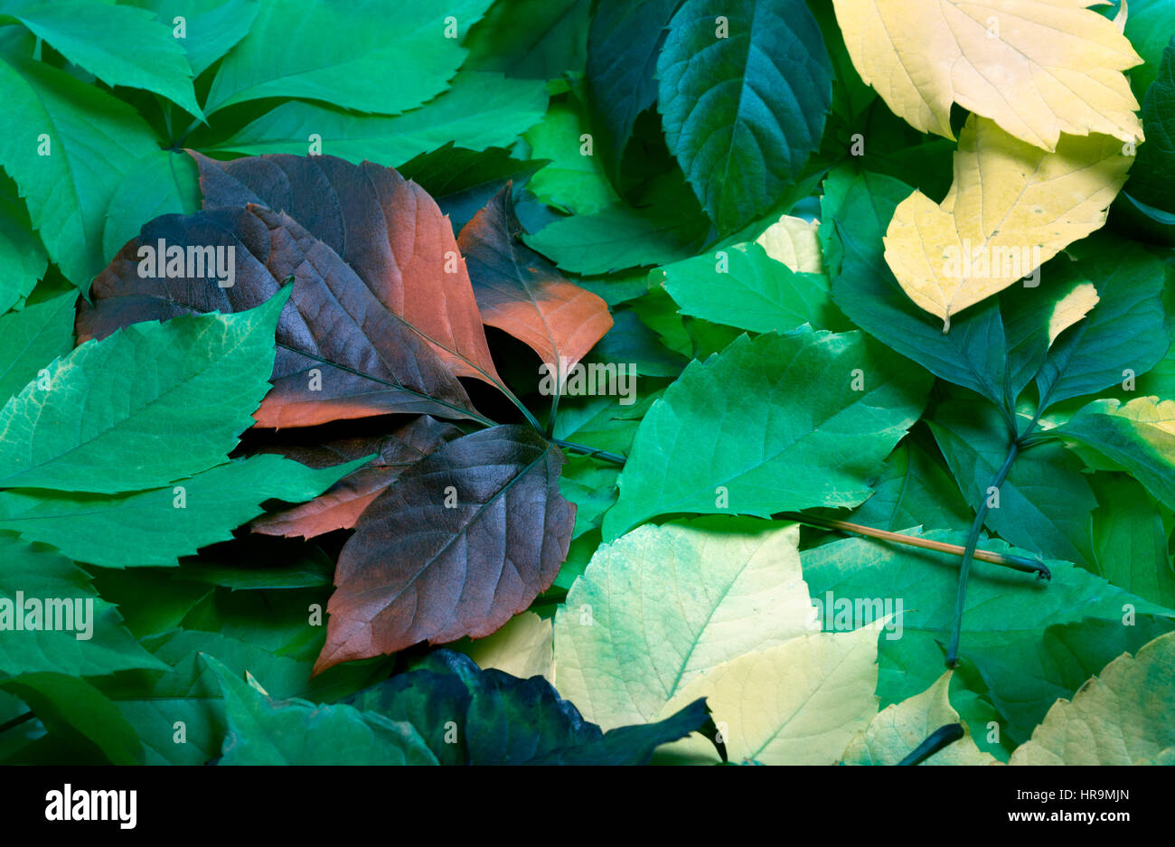 Background of multicolor autumn virginia creeper leaves. Parthenocissus ...