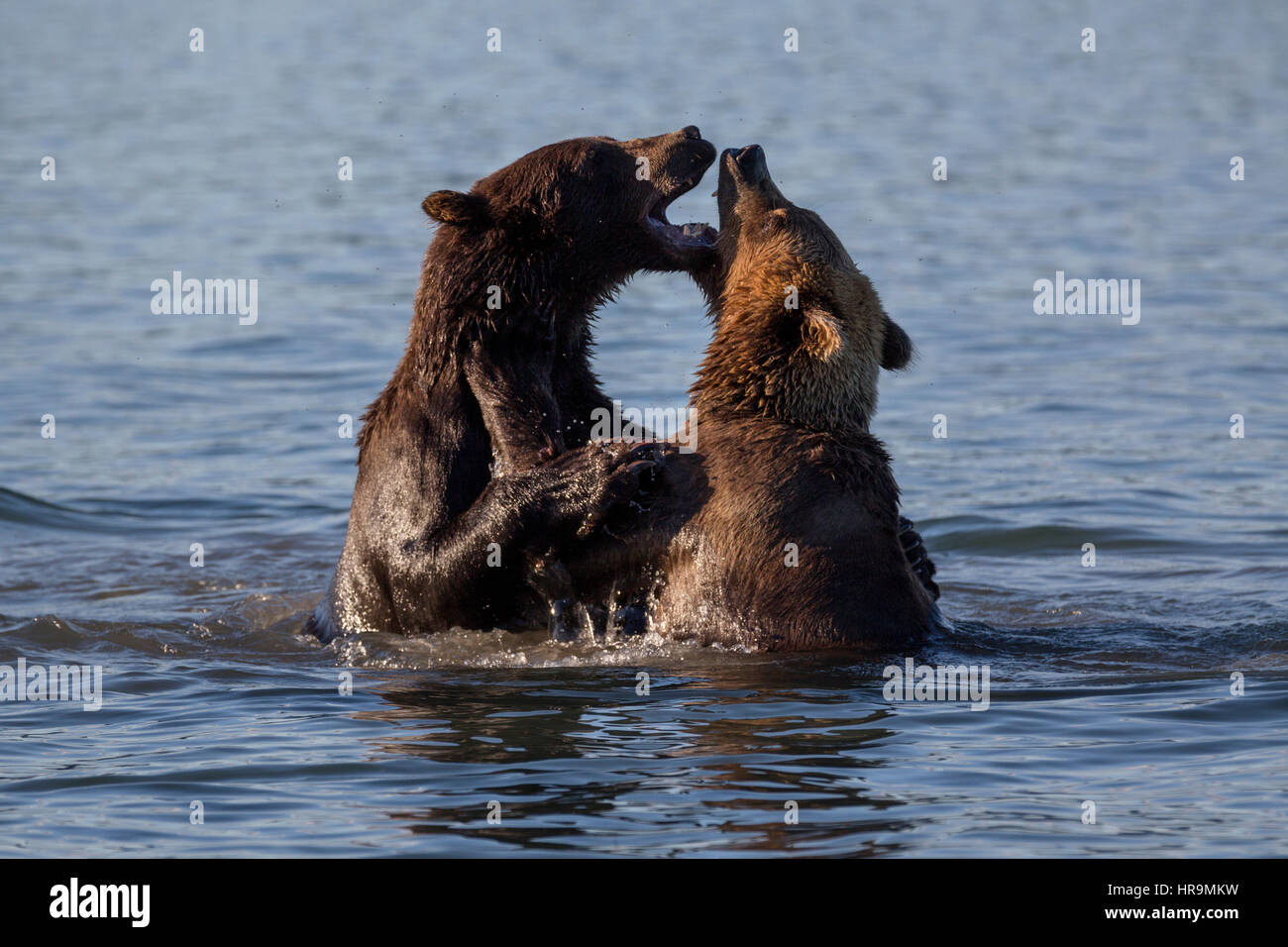 A pair of wild bears playing in a lake in their natural habitat Stock ...