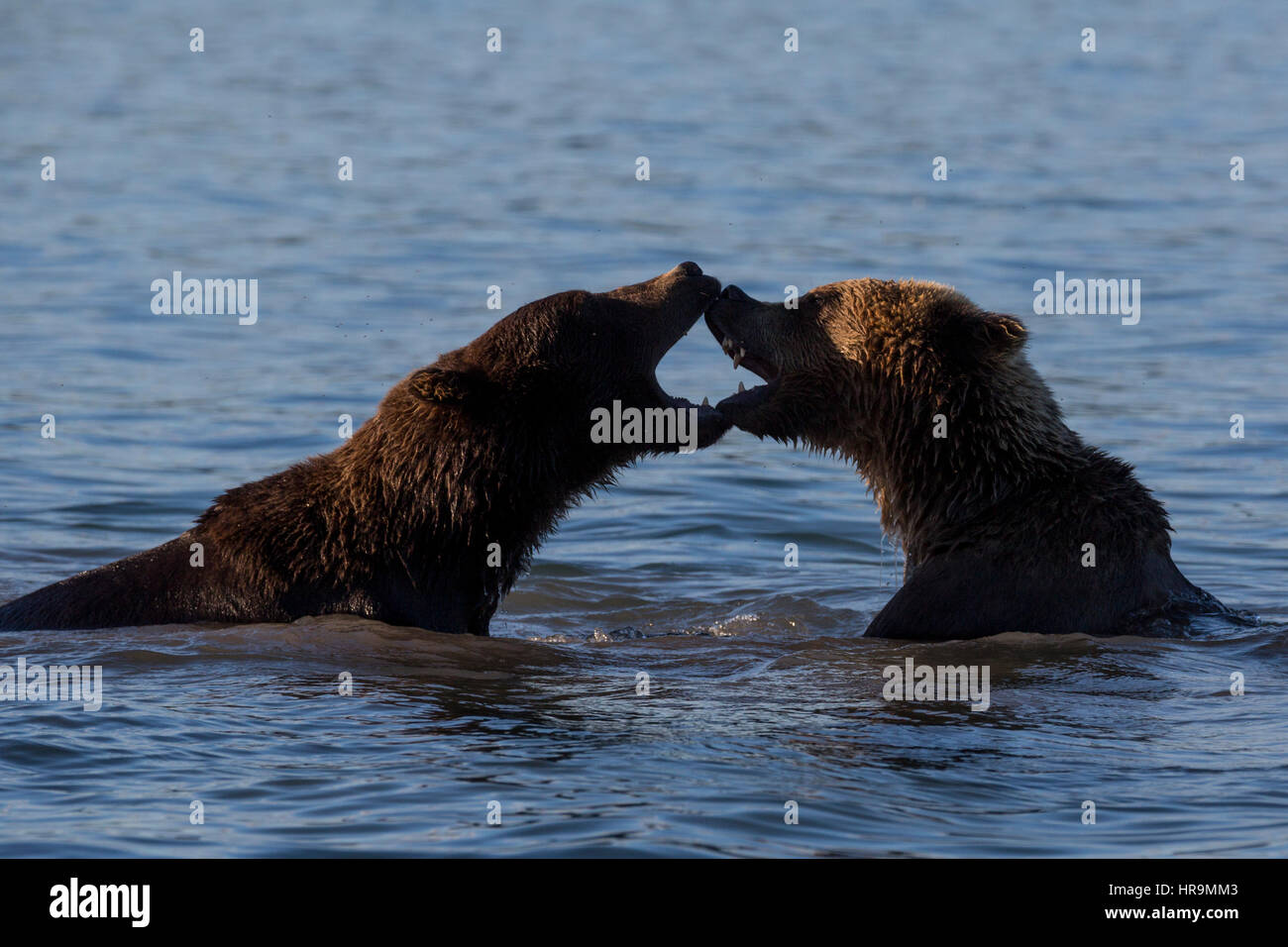 A pair of wild bears playing in a lake in their natural habitat Stock ...