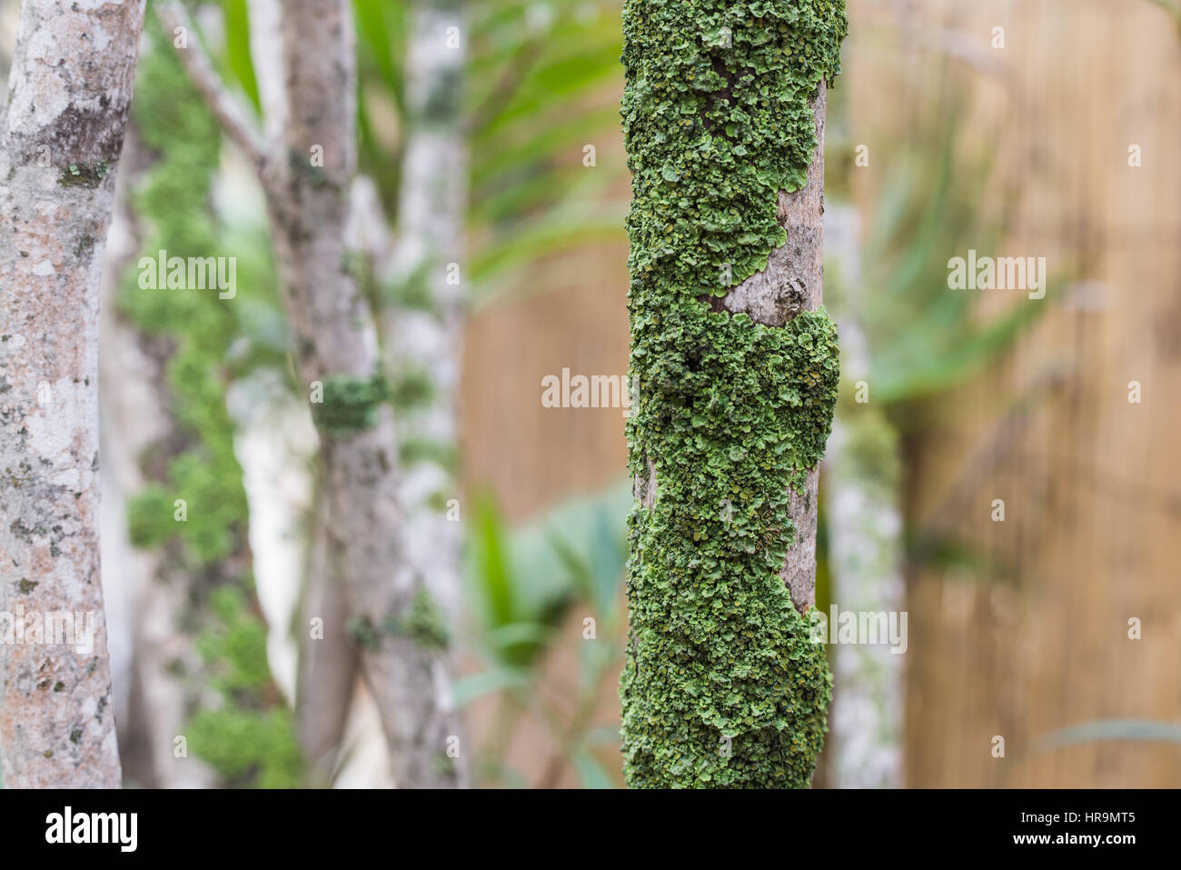 Spanish moss tree detail hi-res stock photography and images - Alamy