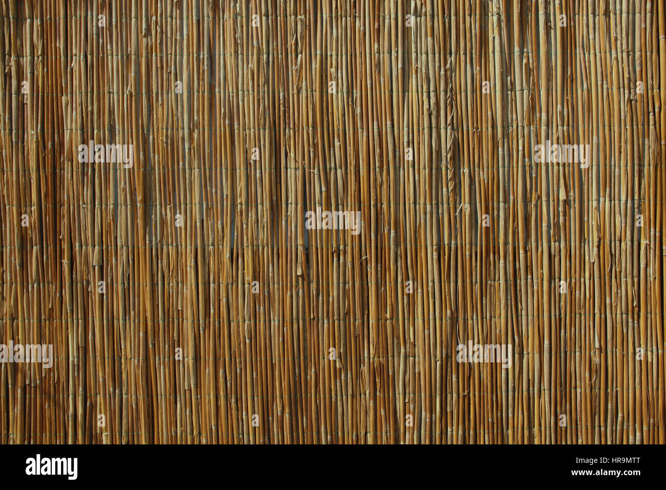 Reed horizontal hi-res stock photography and images - Alamy