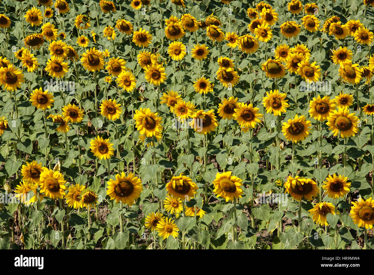 Sunflowers horizontal hi-res stock photography and images - Alamy
