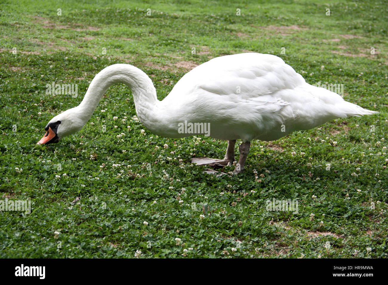 Swan eating hi-res stock photography and images - Alamy